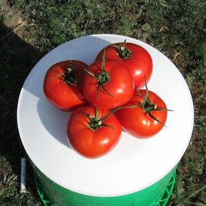 Wisconsin 55 Heirloom Tomato CERTIFIED ORGANIC Seed 1 Packet 25 Seeds ...