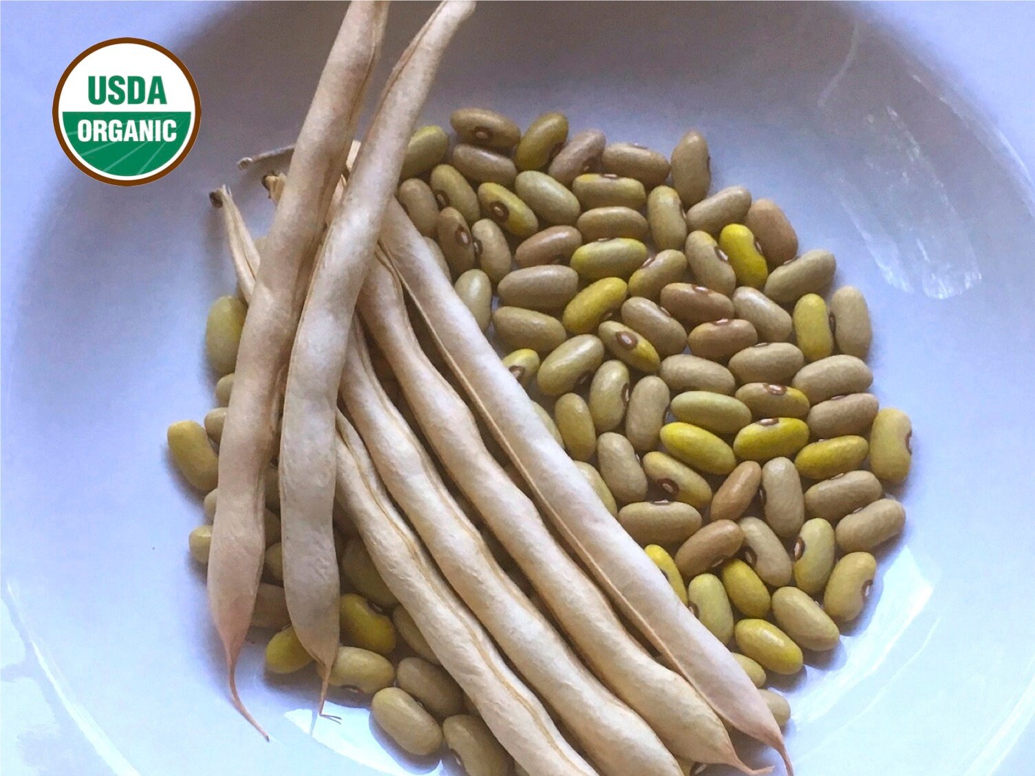 Home & Hobby Other Greenery Gardening & Plants 50 seeds Arikara Yellow ...