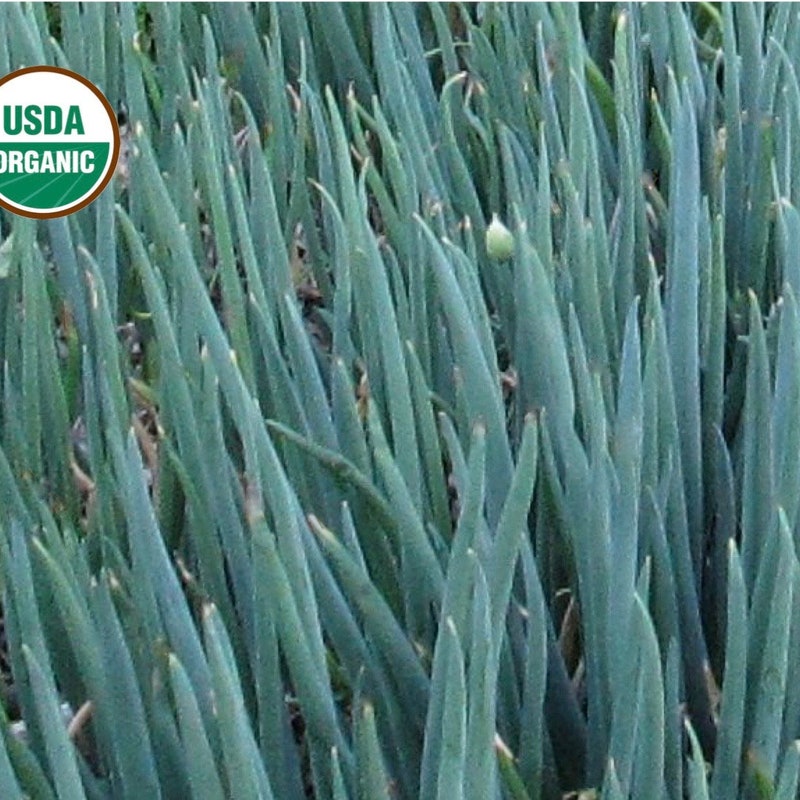 Green Onion - Etsy