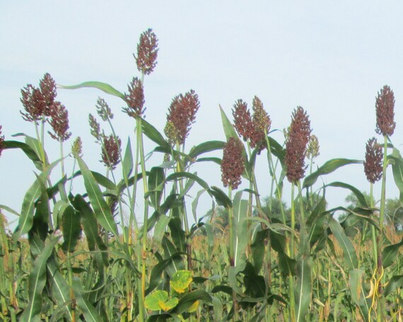 Red Sorghum Plant