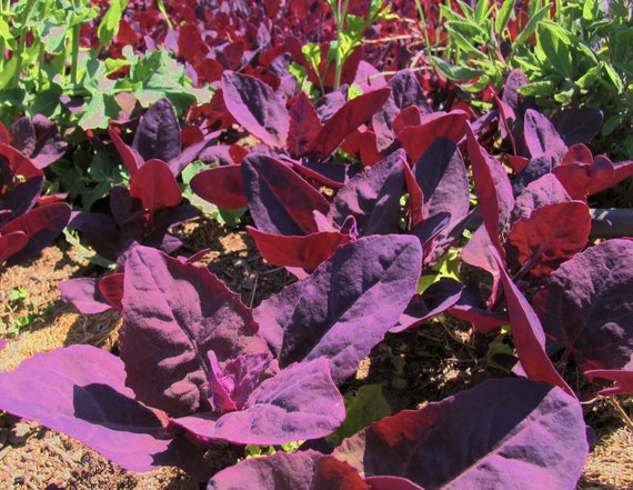 Magenta Magic orach CERTIFIED ORGANIC seed 1 sachet 100 - Etsy France