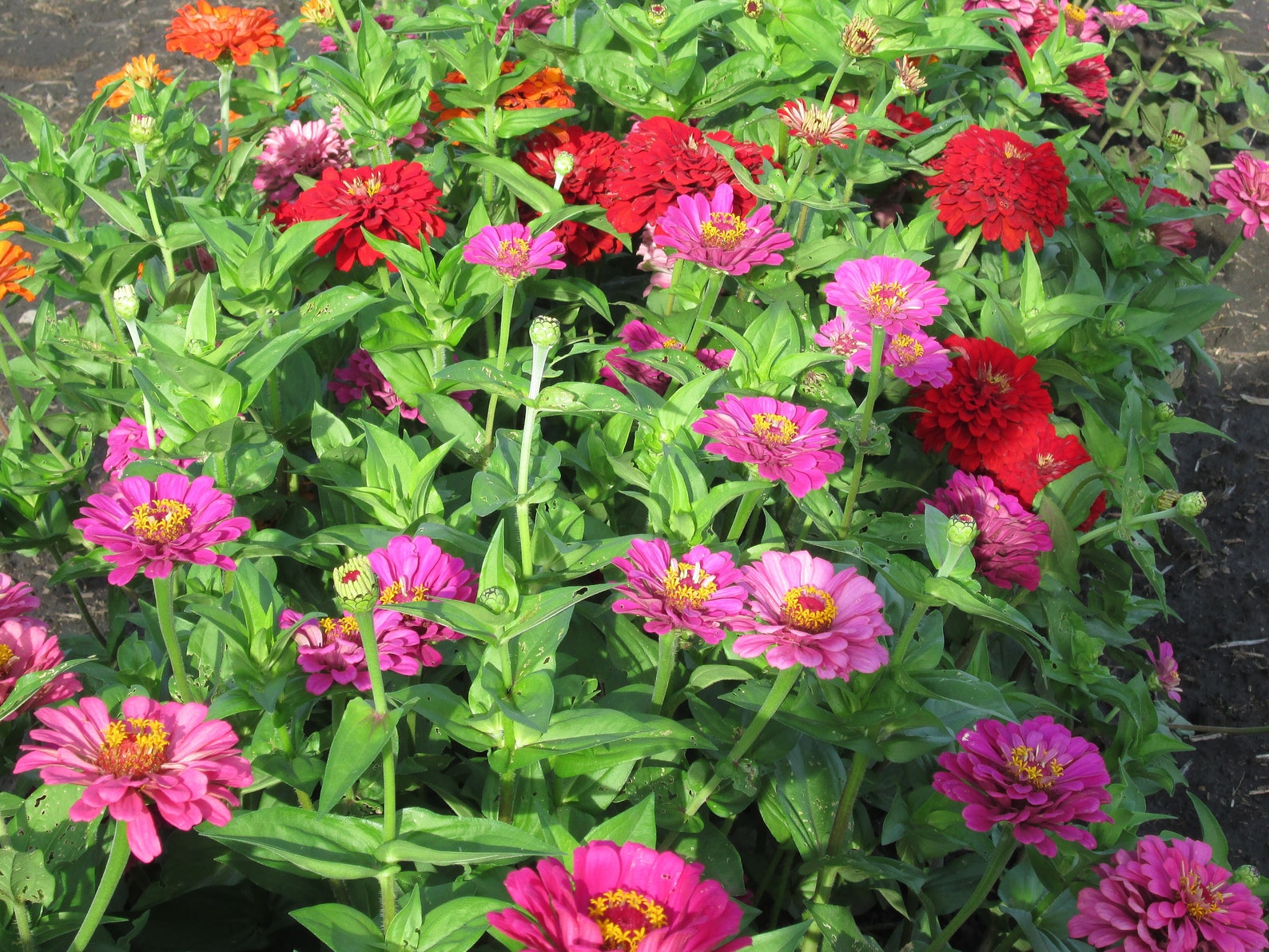 California Giant Zinnia CERTIFIED ORGANIC Seed 1 Packet 50 | Etsy