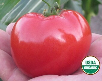 Wisconsin 55 Heirloom Tomato CERTIFIED ORGANIC Seed 1 Packet | Etsy