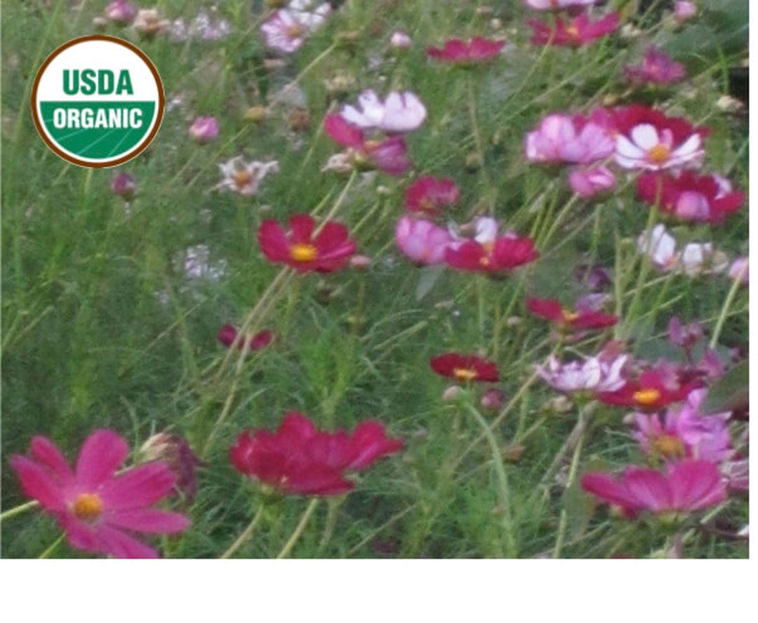Versailles Mix Cosmos CERTIFIED ORGANIC Seed 1 Packet 50 Seeds - Etsy