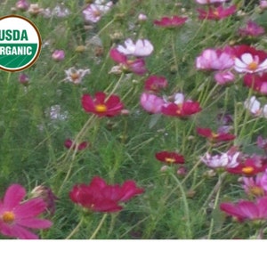 Versailles Mix Cosmos CERTIFIED ORGANIC Seed 1 Packet 50 Seeds - Etsy