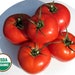 Wisconsin 55 Heirloom Tomato CERTIFIED ORGANIC Seed 1 Packet 25 Seeds ...