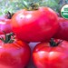 Wisconsin 55 Heirloom Tomato CERTIFIED ORGANIC Seed 1 Packet 25 Seeds ...