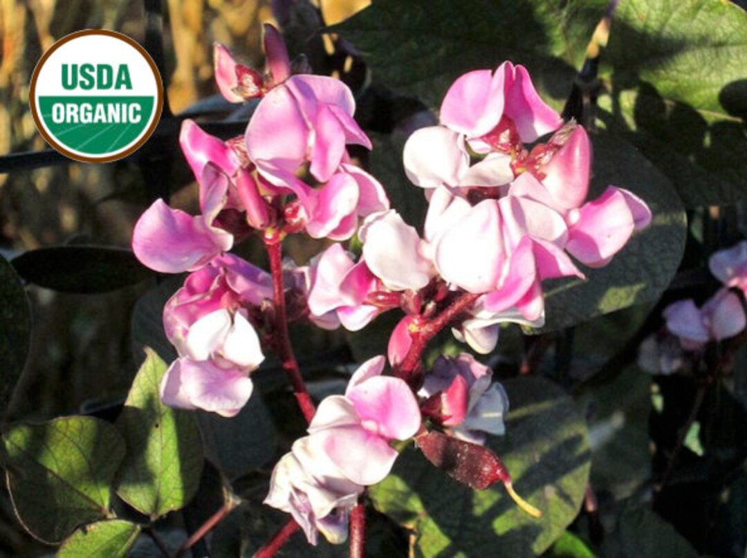 Dakota Majestic Hyacinth Vine CERTIFIED ORGANIC Seed 1 Packet - Etsy