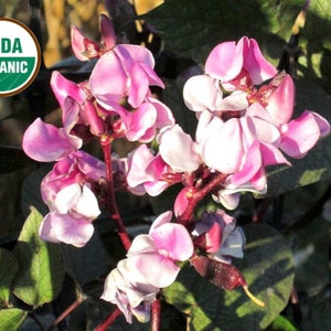 Dakota Majestic Hyacinth Vine CERTIFIED ORGANIC Seed 1 Packet - Etsy