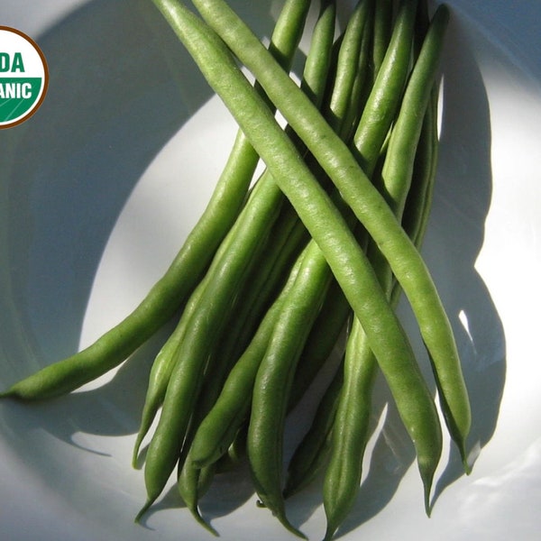 Jade Green Bean Seeds - Etsy