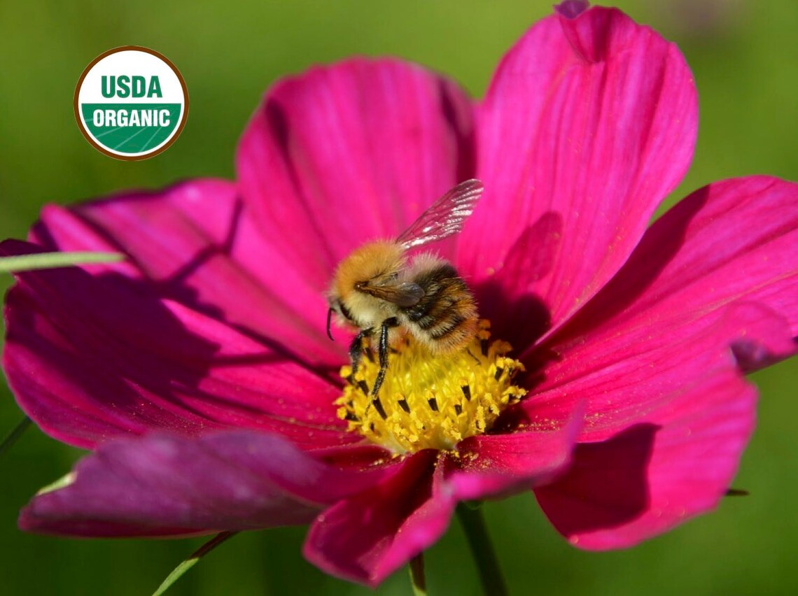 Versailles Mix Cosmos CERTIFIED ORGANIC Seed 1 Packet 50 - Etsy