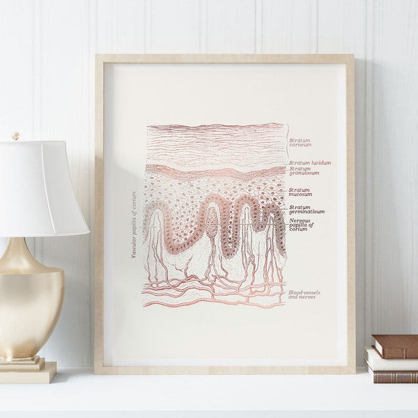 Layers of the Skin Poster - Etsy