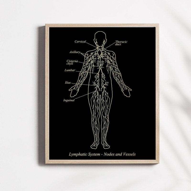 Lymphatic Drainage Poster - Etsy
