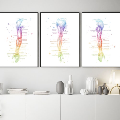 Physical Therapist Gift Massage Therapist Gift Muscle - Etsy