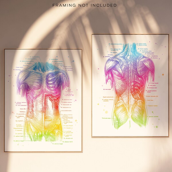 Muscle Anatomy - Etsy