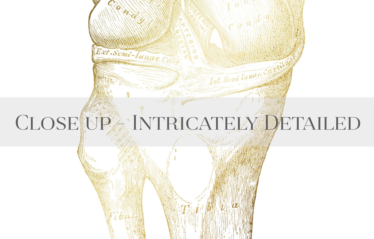Knee Anatomy Orthopedic Surgeon Gift Gold Foil Print | Etsy
