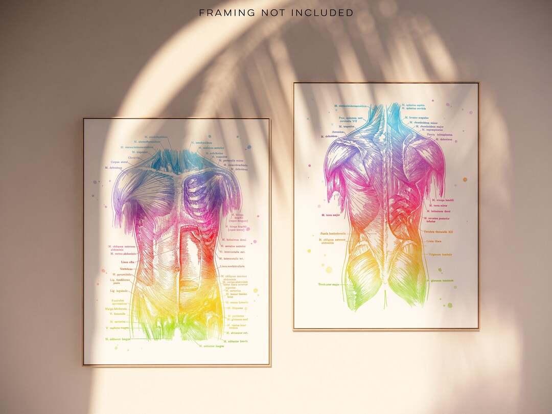 Physical Therapist Gift - Massage Therapist Gift - Muscle System ...