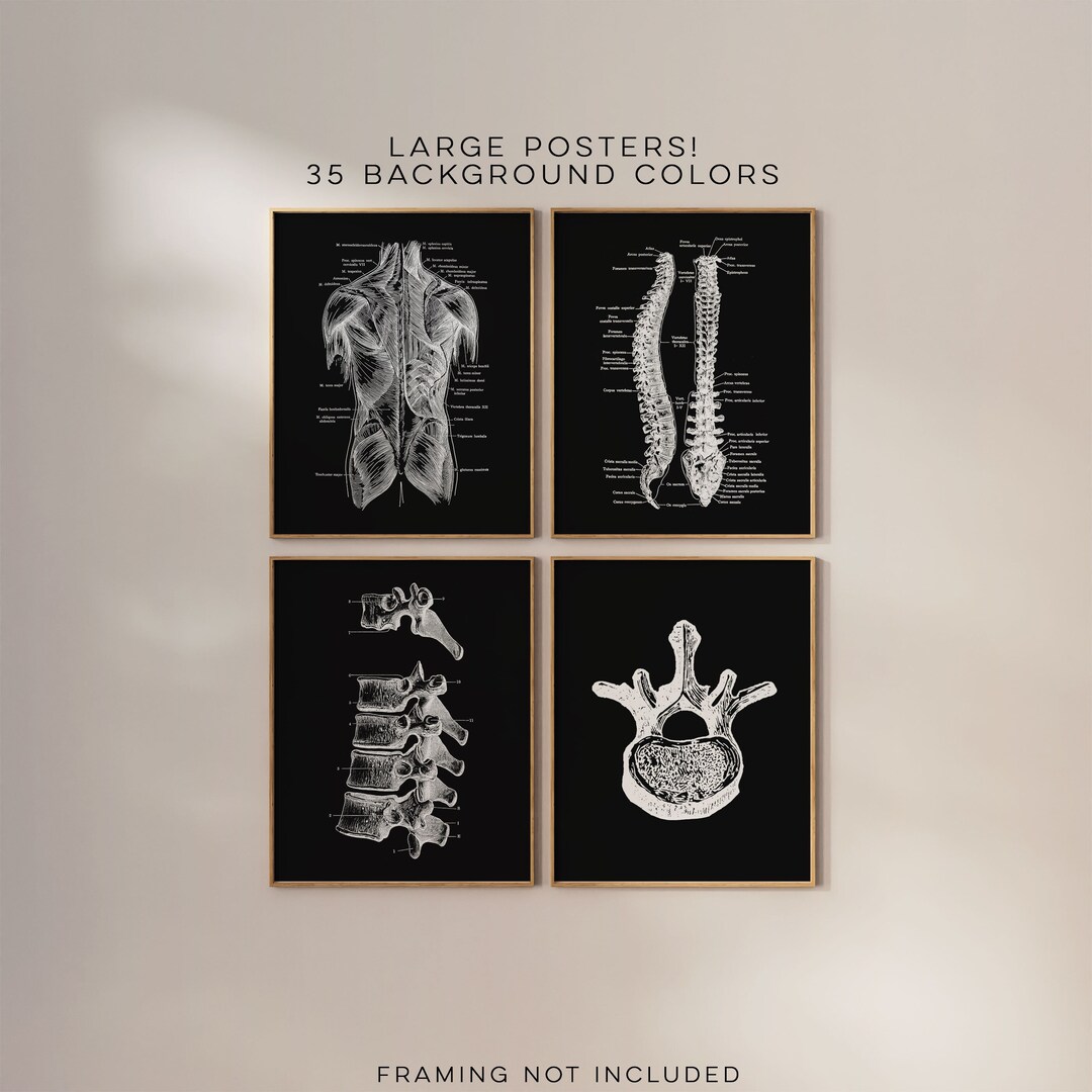 Chiropractor Gift - Chiropractic Art Print Set of 4 - Large Posters ...