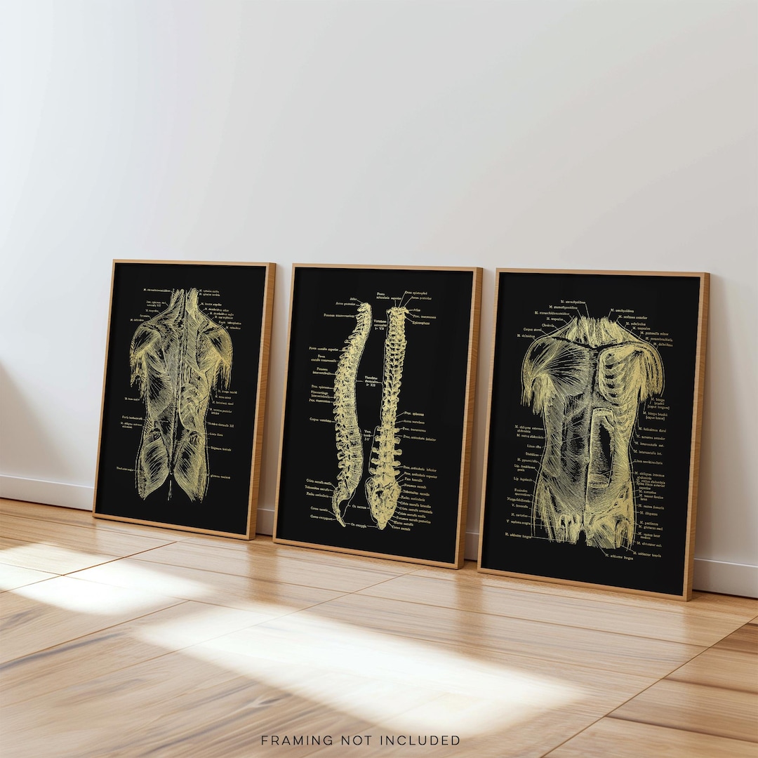 3 Piece Physical Therapy Wall Art - 3 Piece Massage Therapist Gift ...