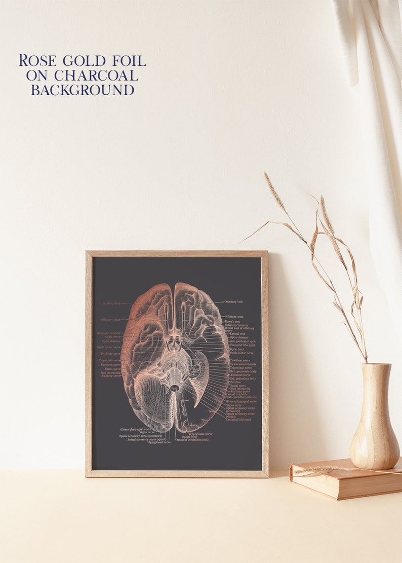 Brain Anatomy Print Neuroscience Gift Neurosurgeon Gift - Etsy