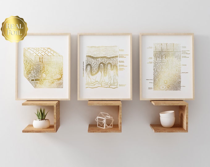 Dermatology Art Print, Skin Art, Younger and Ageing Skin Print ...