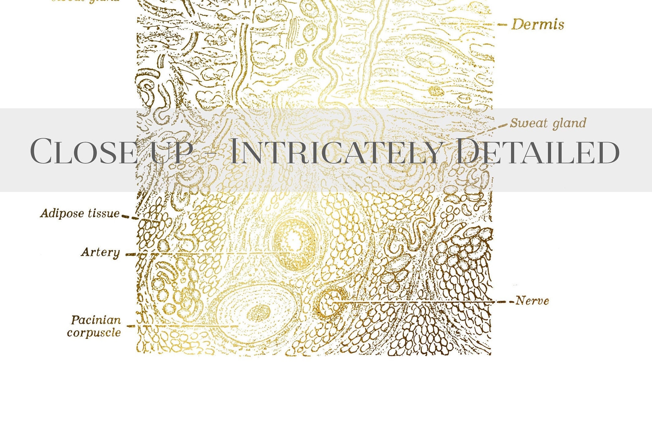 Dermatologist Gift - Dermatology Print - Epidermis Art - Esthetician ...