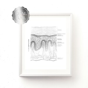 Esthetician Gift Dermatologist Gift Dermatology Print Epidermis Art ...