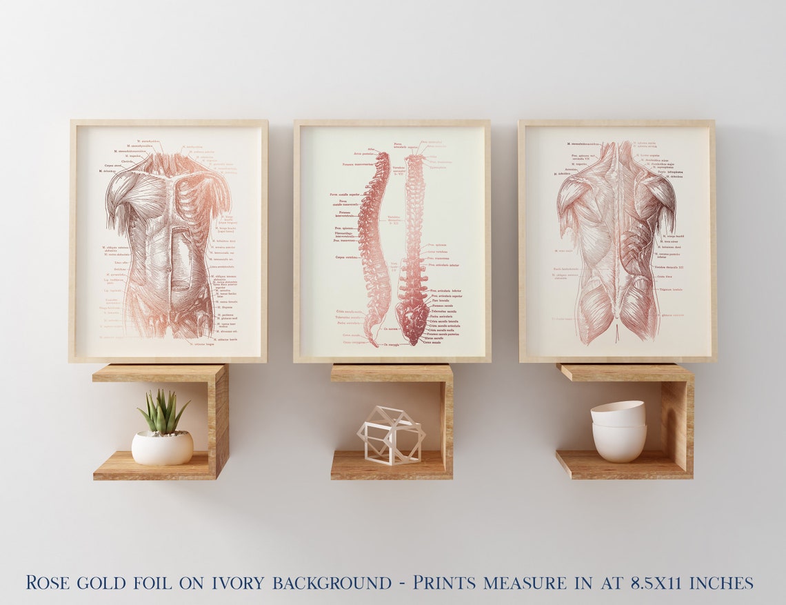 Physical Therapy Art 3 Piece Wall Art - Massage Therapist Gift ...