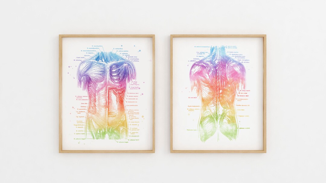 Physical Therapist Gift Massage Therapist Gift Muscle - Etsy