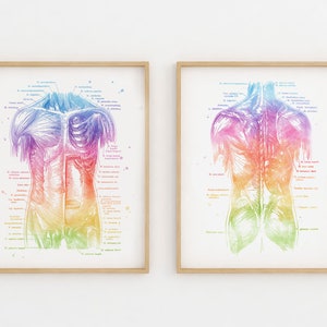 Physical Therapist Gift - Massage Therapist Gift - Muscle System ...