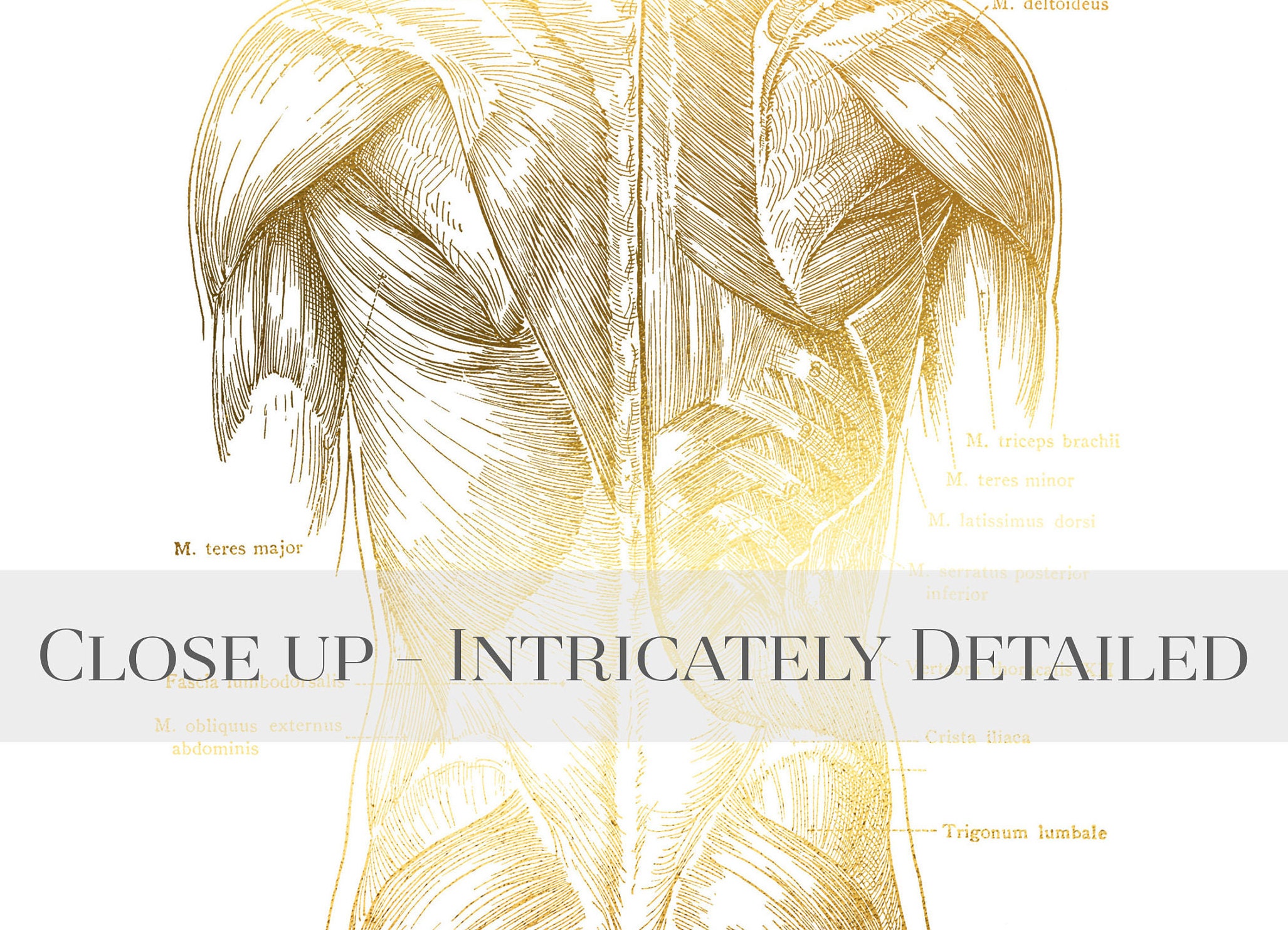 Massage Therapist Gift Muscle Anatomy Physical Therapist - Etsy