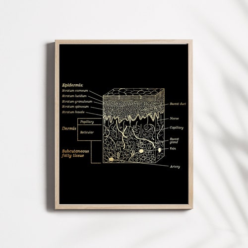 Dermatologist Gift Dermatology Print Epidermis Art - Etsy