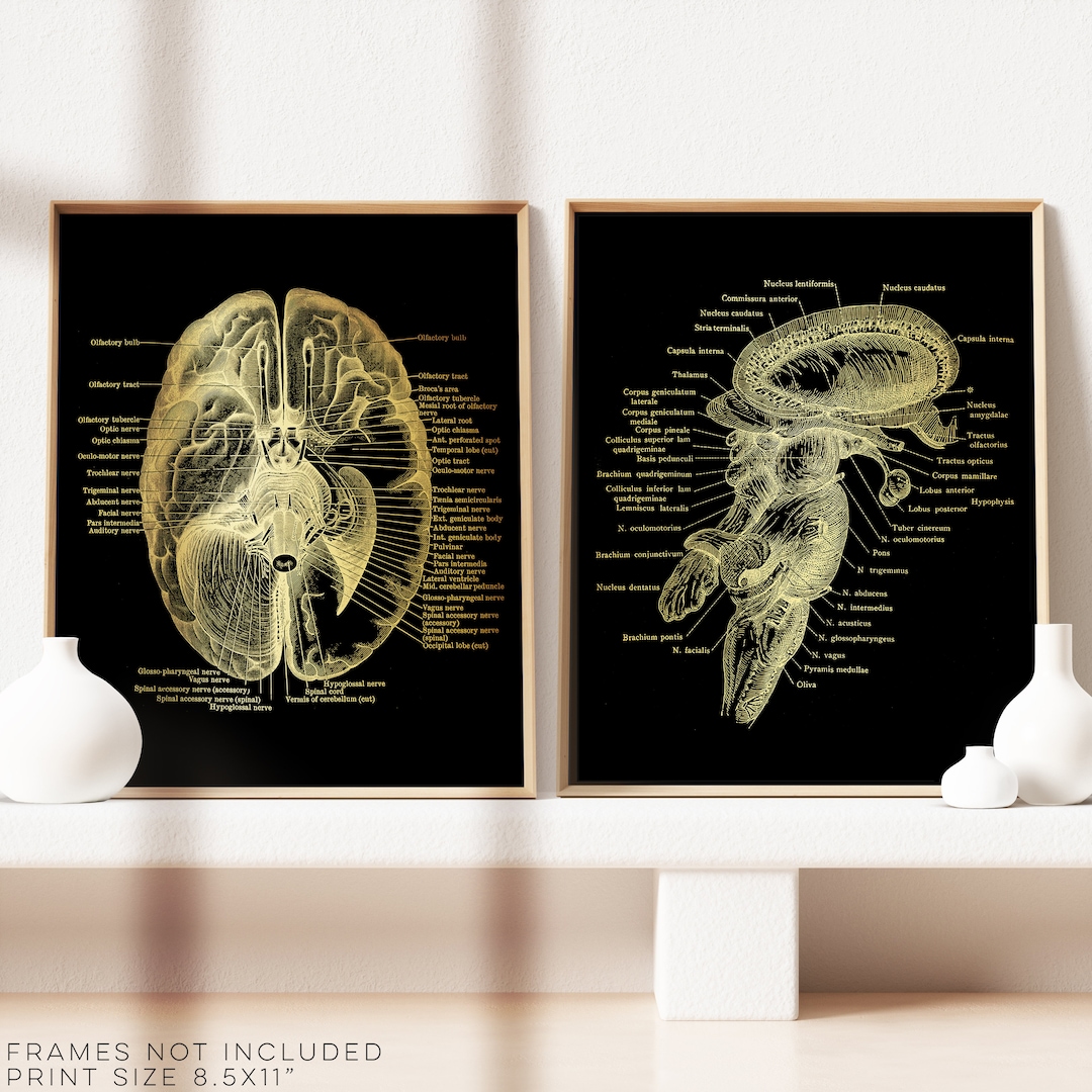 Gold Foil Brain Anatomy Print Set: Neuroscience Gift (8.5x11 Inches) - Etsy
