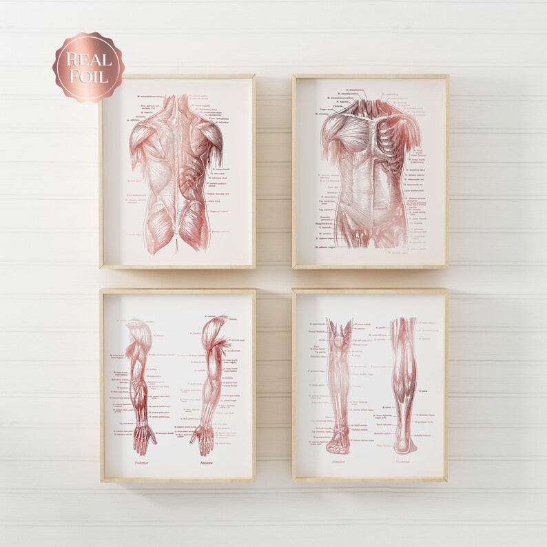 Physical Therapist Set of 4 Gold Foil Prints - Physical Therapy Art ...