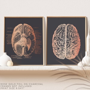 Brain Anatomy Print Set of 2 Neuroscience Gift Neurosurgeon Gift Gold ...