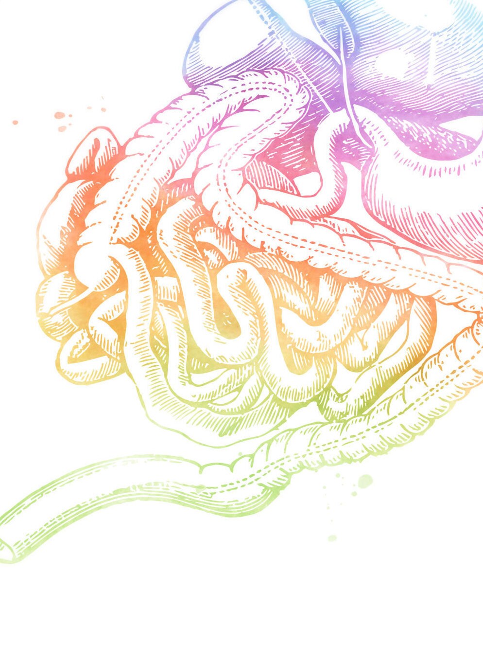 Gastrointestinal Art Watercolor Anatomy Decor GI Tract | Etsy