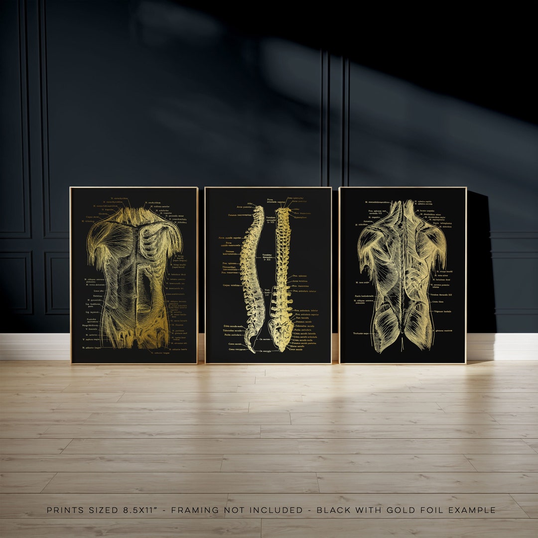 Physical Therapy Art 3 Piece Wall Art - Massage Therapist Gift ...
