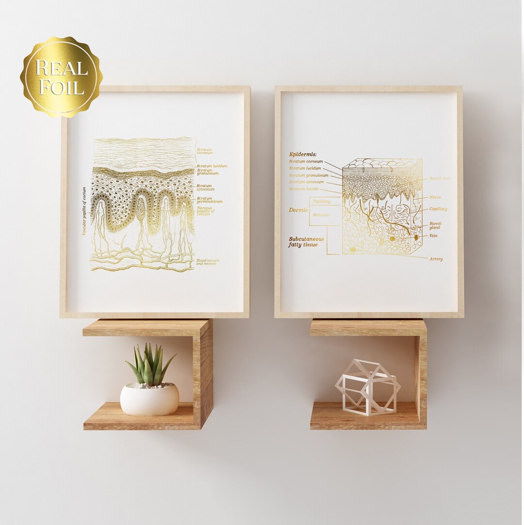 Dermatologist Gift Esthetician Gift Dermatology Office Decor Epidermis ...