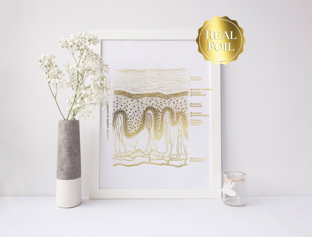 Esthetician Gift Dermatologist Gift Dermatology Print Epidermis Art ...