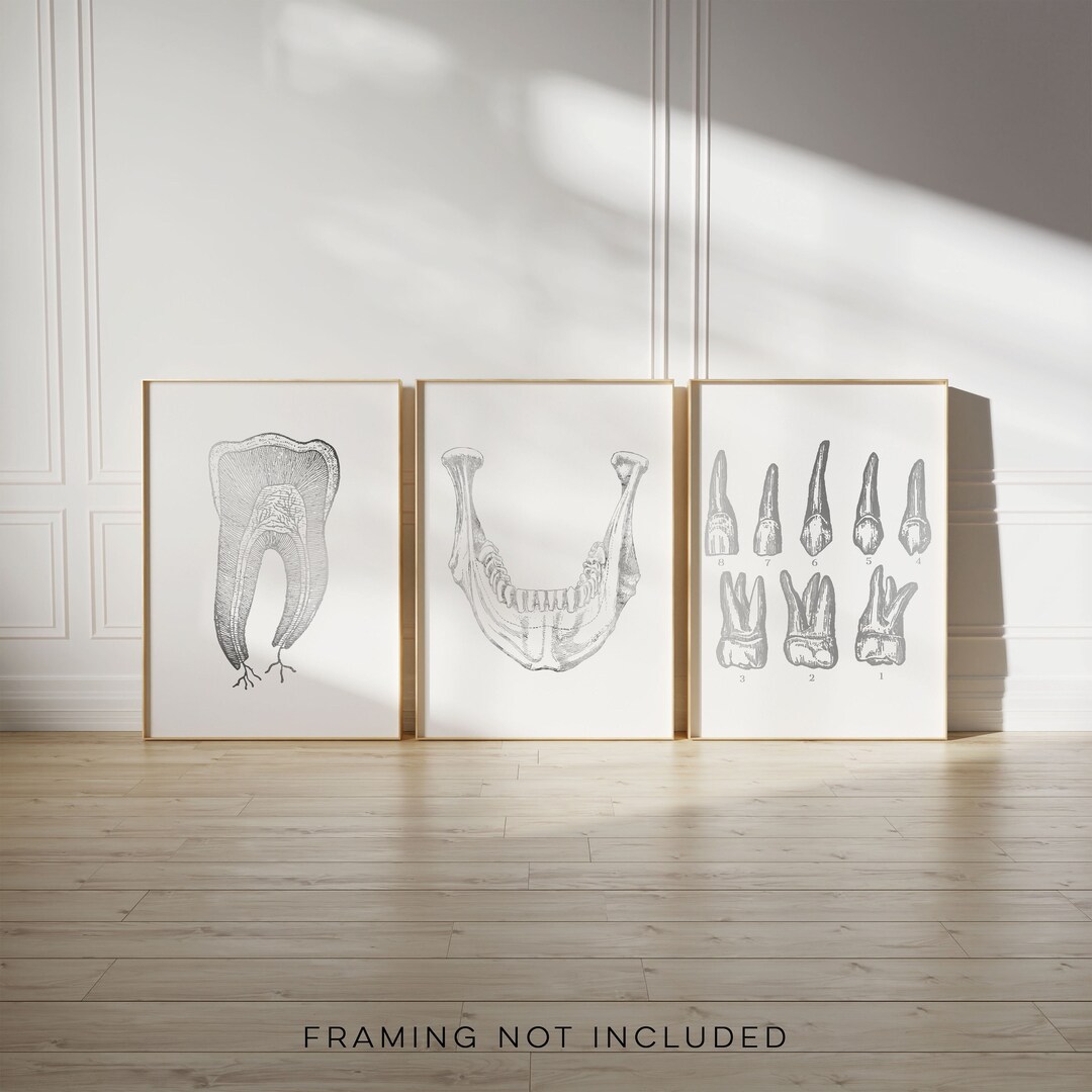 Dentist Gift - Orthodontist Gift - Dental Office Decor - Dental Anatomy ...