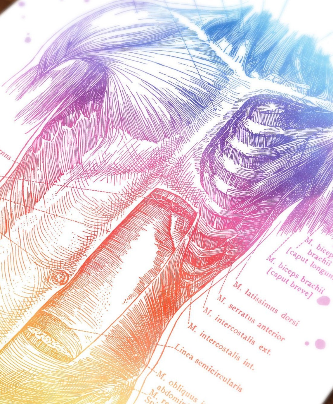 Physical Therapist Gift Massage Therapist Gift Muscle - Etsy Canada