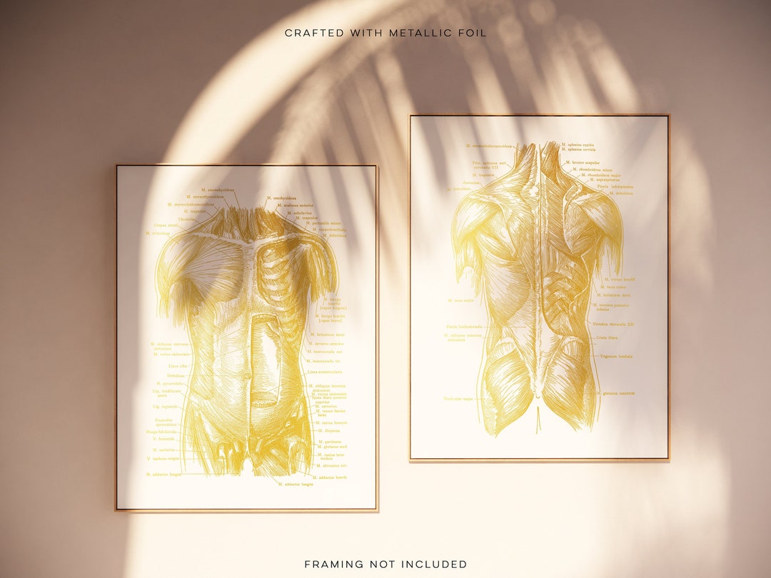 Massage Therapist Gift - Muscle Anatomy - Physical Therapist Gifts ...