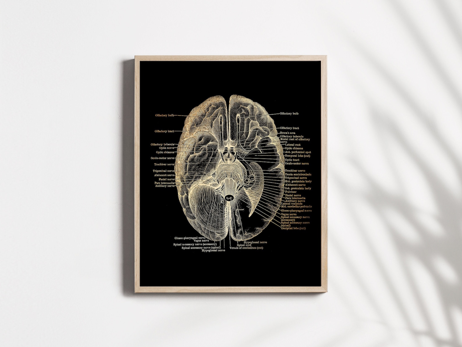 Brain Anatomy Print Neuroscience Gift Neurosurgeon Gift - Etsy