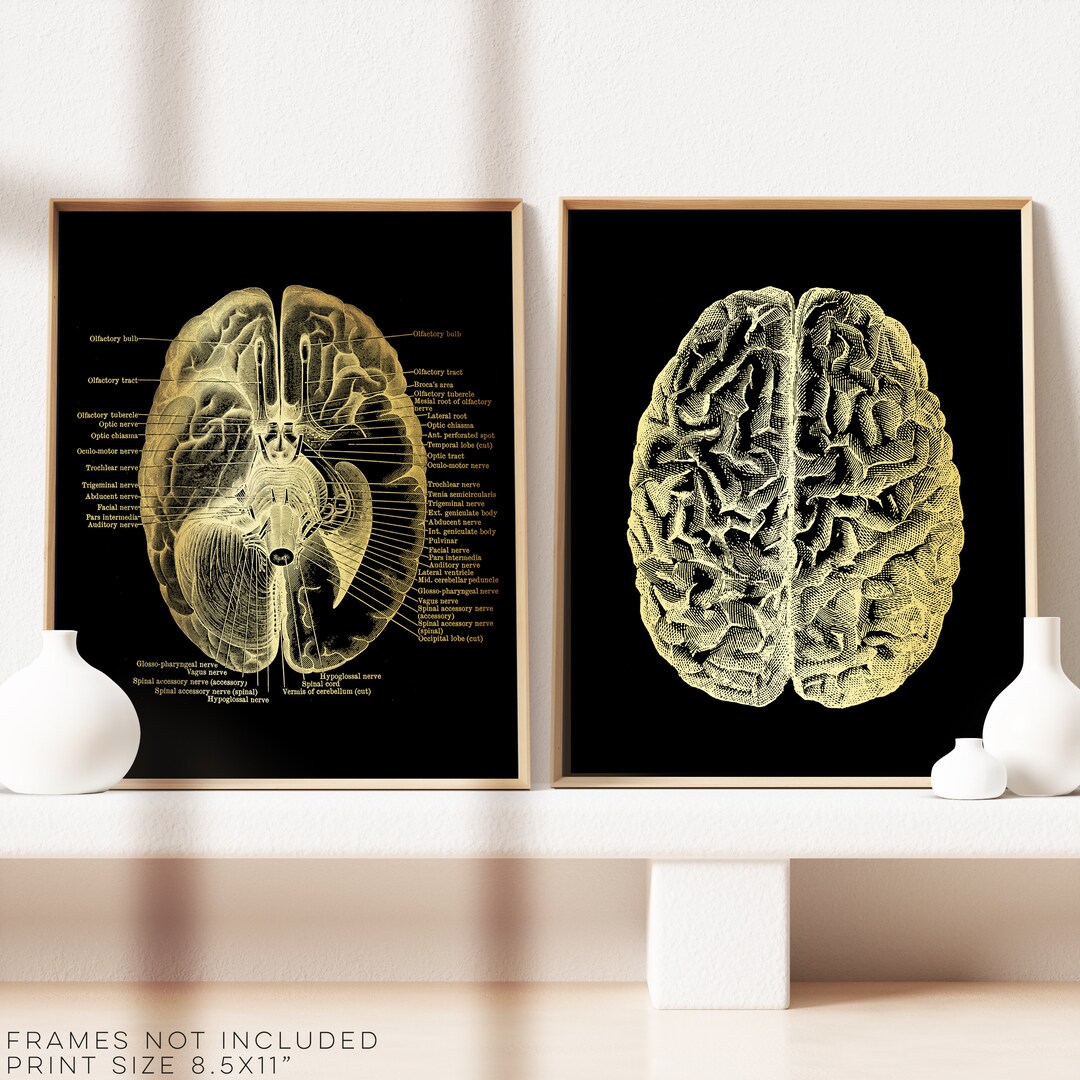 Brain Anatomy Print Set of 2 Neuroscience Gift Neurosurgeon Gift Gold ...