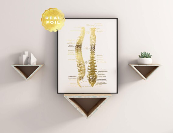 Spine Art Anatomy Chiropractor Gifts Neurosurgeon Gift | Etsy