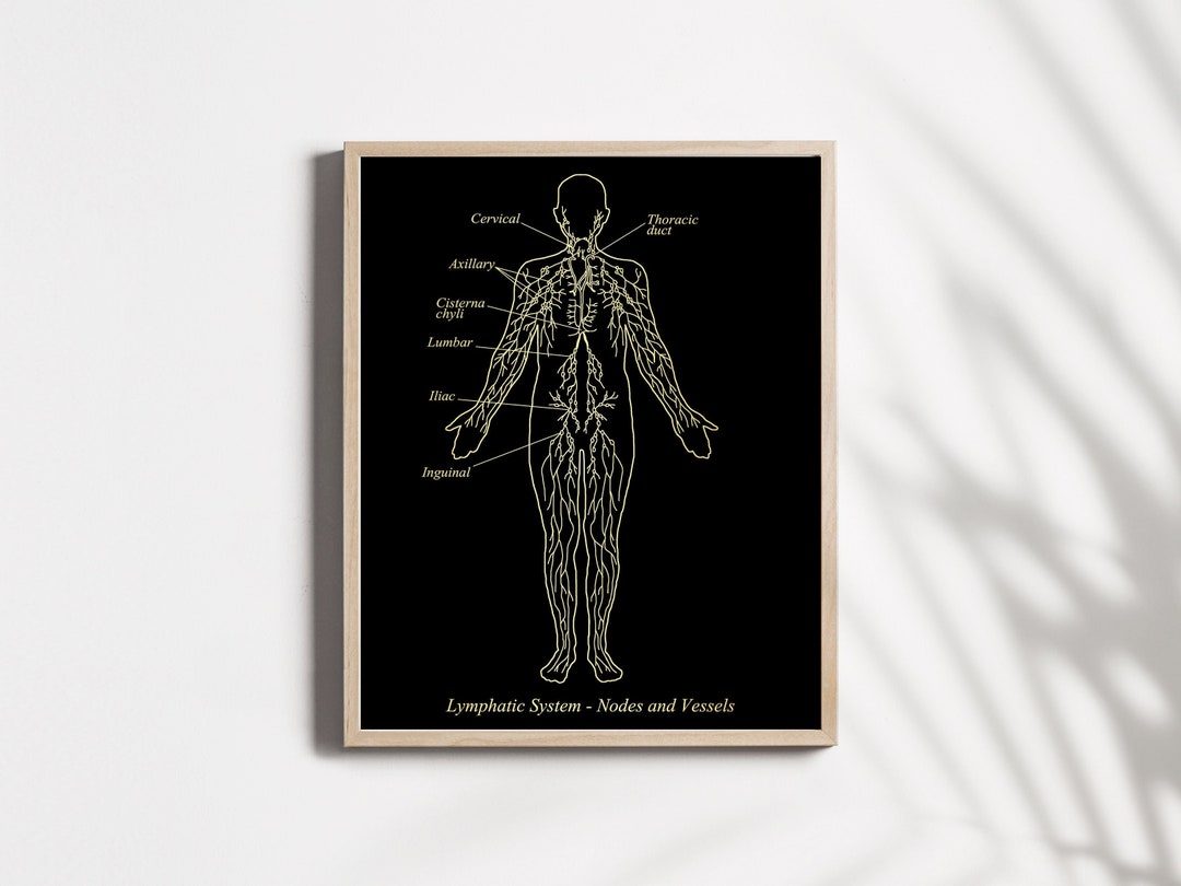Lymphatic System Art Print - Lymphologist Gift - Gold Foil Print - 8 ...
