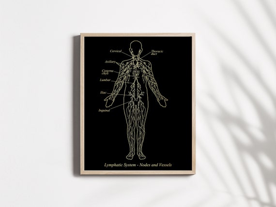 Lymphatic System Art Print Lymphologist Gift Gold Foil - Etsy