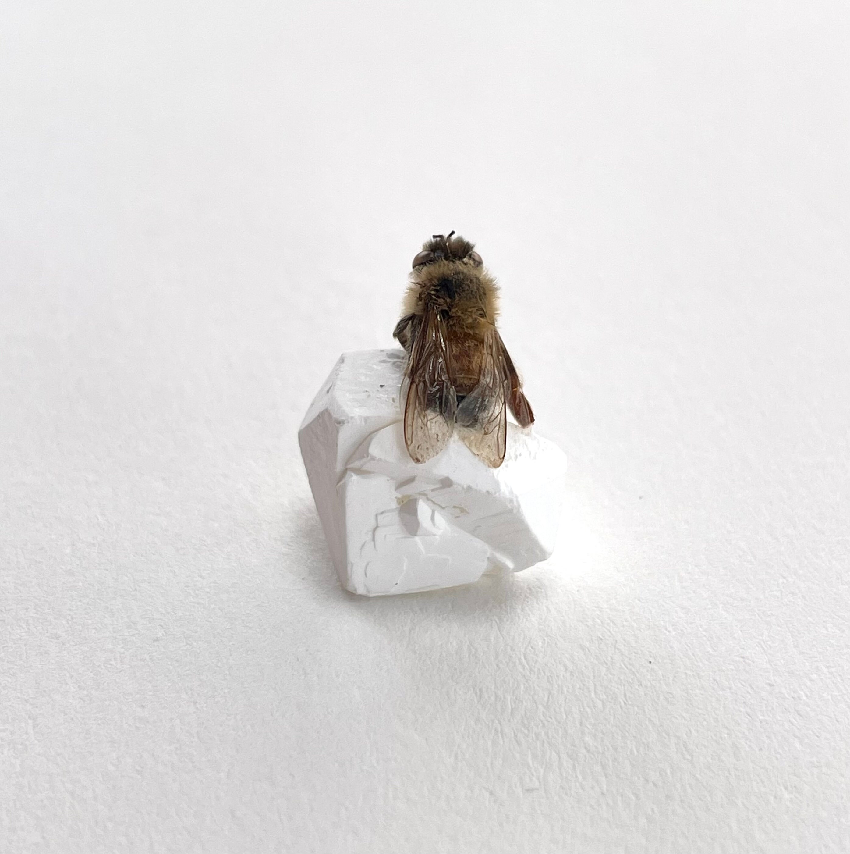 White Crystalized Bees Insect Honeybee Crystal Sculpture - Etsy