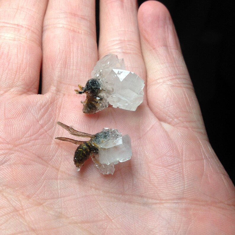 Crystallized Bee Crystal Bug Insect Wings Honeybee - Etsy