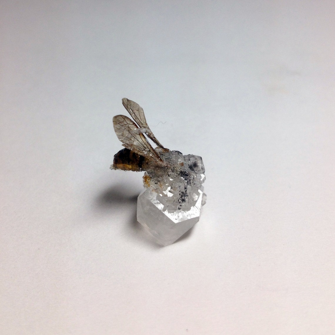 Crystallized Bee Crystal Bug Insect Wings Honeybee - Etsy